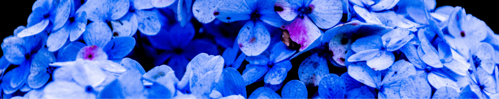 Bouquets – Midnight Flowers